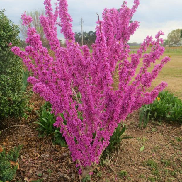 Arbori cu Flori Decorative | Bursa Plantelor