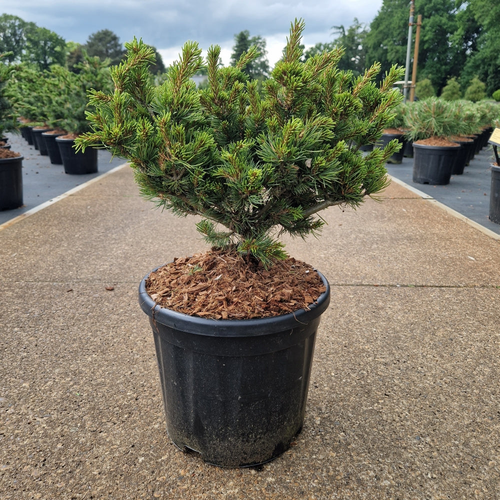 Pinus parviflora 'Kusu Dama' – Bursa Plantelor